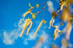 Top 5 Tree Pollen Allergy Symptoms - Tottori Allergy & Asthma Associates